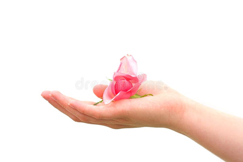 Rose hand stock photo. Image of floral, flower, beauty - 2714490