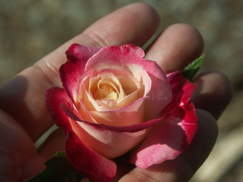 Rose in hand stock photo. Image of rose, give, love, finger - 5224206