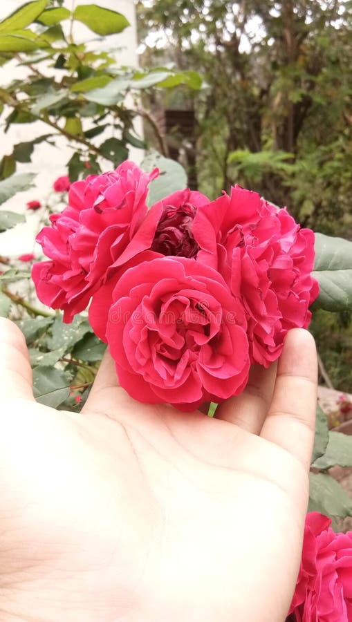 Rose on Hand Beautiful Flower Stock Photo - Image of hand, flower ...
