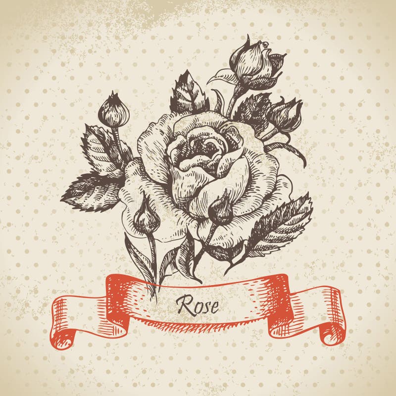 Hand drawn vintage rose stock vector. Illustration of nostalgia - 30190083