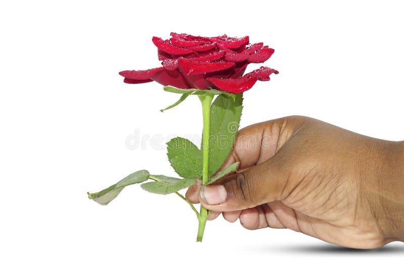 Rose in hand stock image. Image of gift, feeling, handle - 234348461