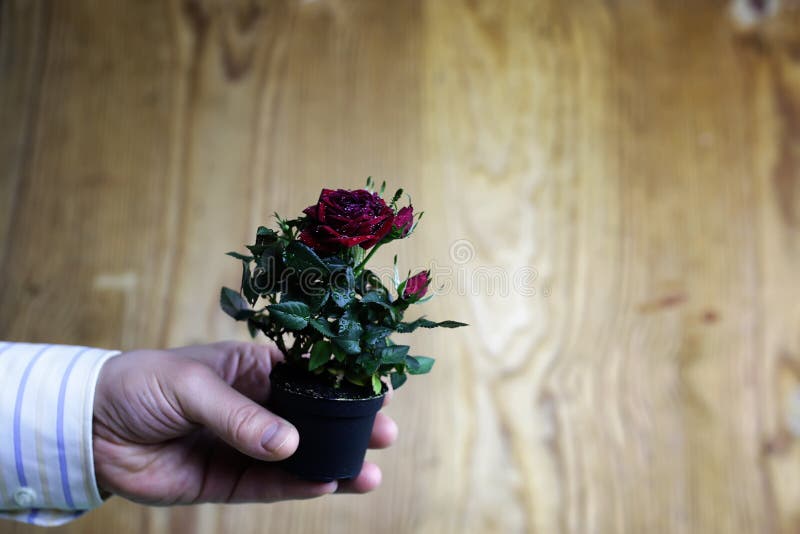 Rose in a hand man stock image. Image of love, surprise - 199763219