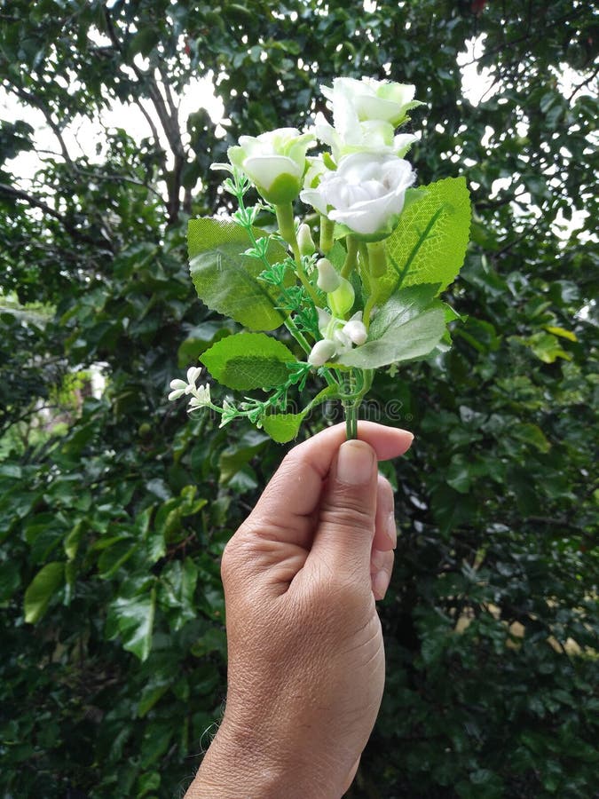 Rose and hand stock photo. Image of blossom, flower, hand - 84719012