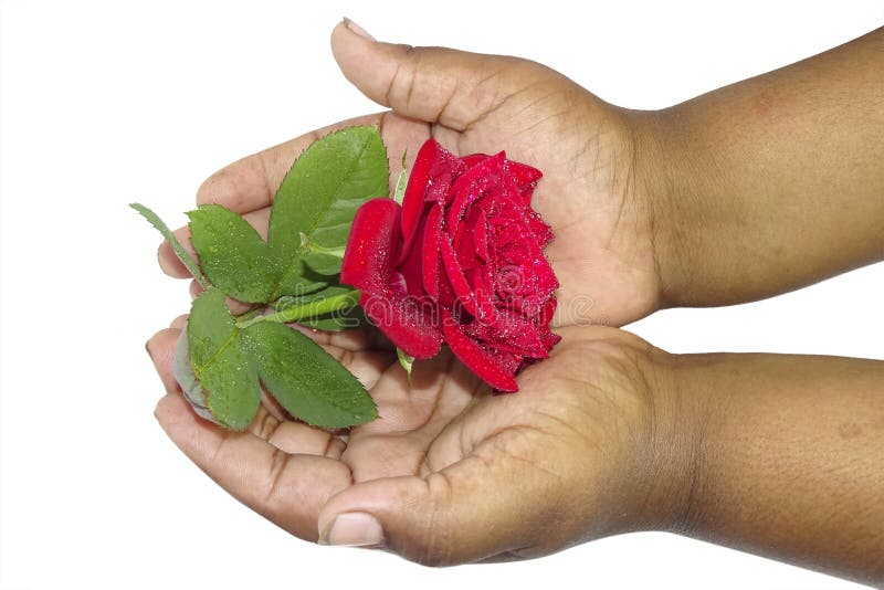 Rose in hand stock image. Image of mauling, female, floral - 234348449