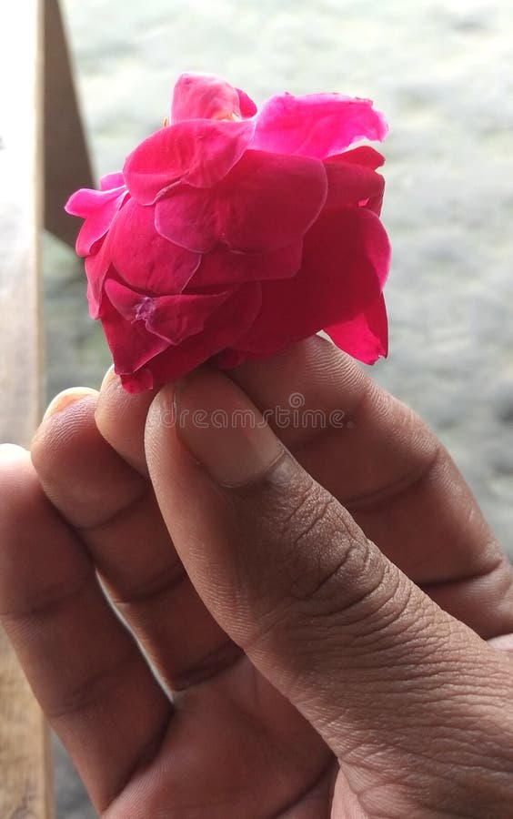 Rose in hand stock image. Image of beautiful, stand - 168782937