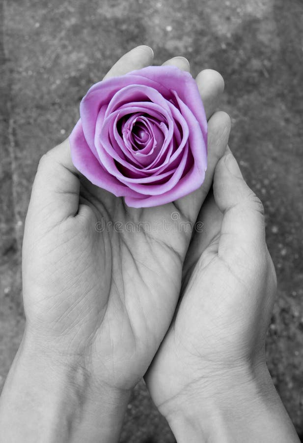 Rose in hands stock image. Image of hand, valentines - 28715475