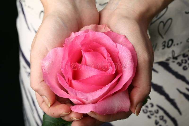 Rose in hands stock image. Image of hand, valentines - 28715475