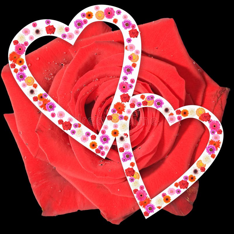 Rose and hart stock image. Image of isolation, heart, greeting - 5362407