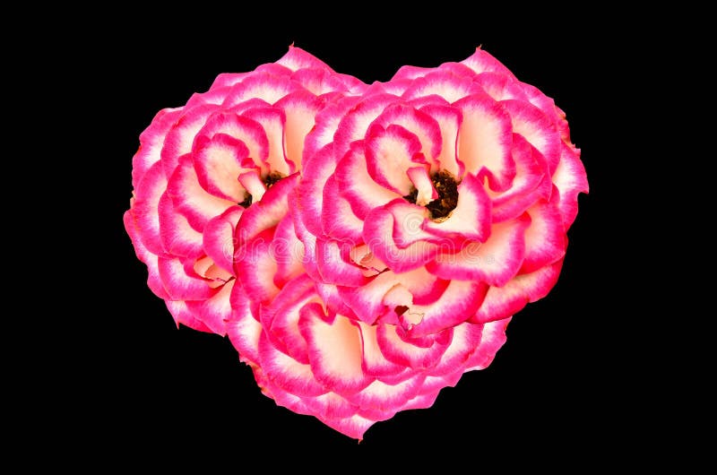 162 Rose Hart Stock Photos - Free & Royalty-Free Stock Photos from ...