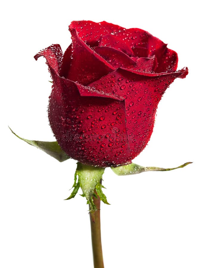 Rose head stock image. Image of color, white, rose, flower - 29379855