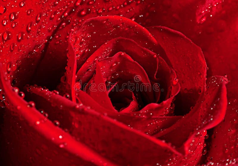 Rose head stock image. Image of single, nature, rose - 30055375