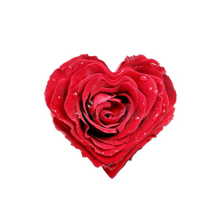 Rose heart stock image. Image of fragility, open, centre - 19723279