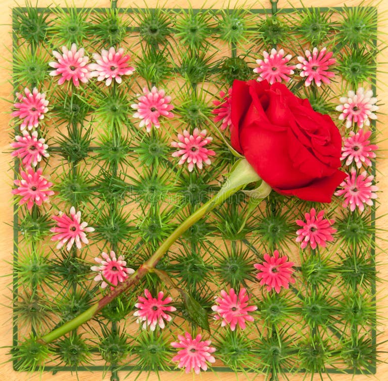 Rose on heart shape symbol stock image. Image of grass - 28801019