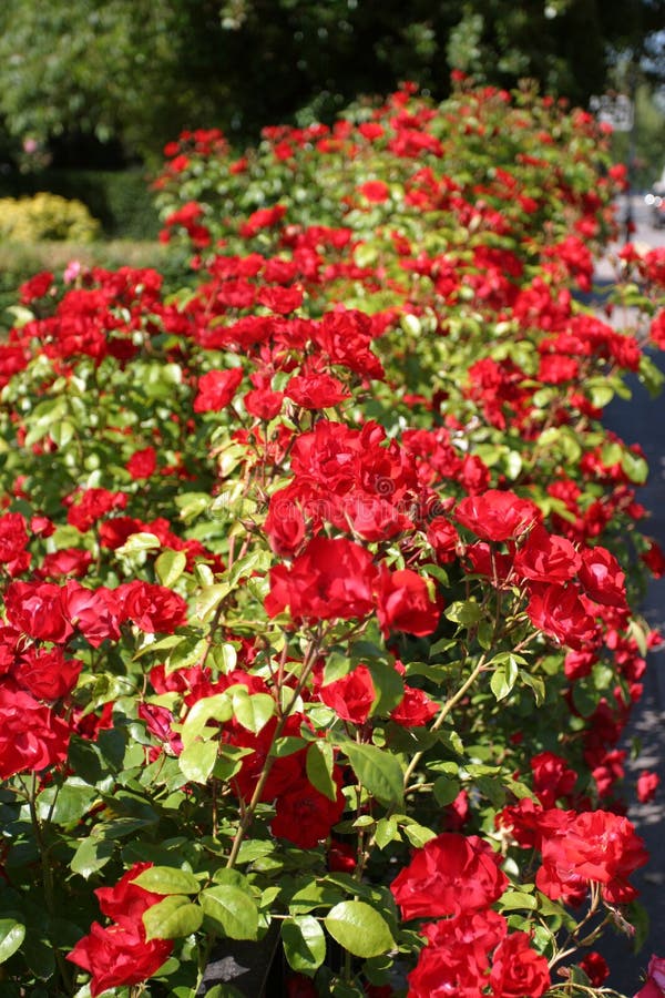 Rose hedge stock photo. Image of hedge, botany, decoration - 844434