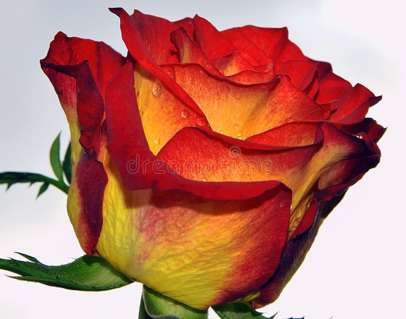 Rose hermosa foto de archivo. Imagen de rosa, negro, hojas - 79798010