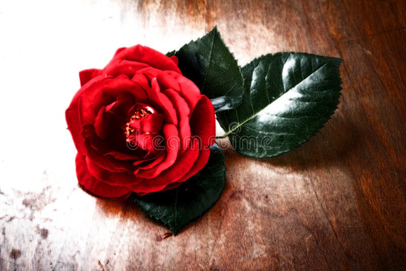 Rose stock photo. Image of anniversary, light, funeral - 86037820