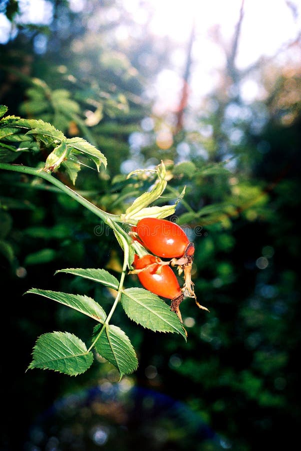 Rose-hip stock image. Image of branch, leaf, beautiful - 13276109