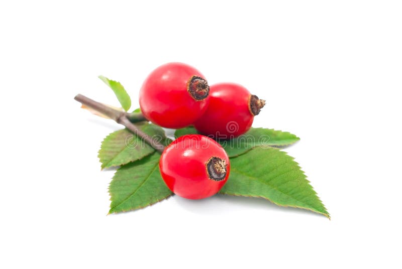 Rose Hip stock photo. Image of branch, stem, isolated - 17851746