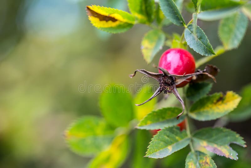 Rose Hip. Rose Hip in the Autumn Colours and Lights Stock Photo - Image ...