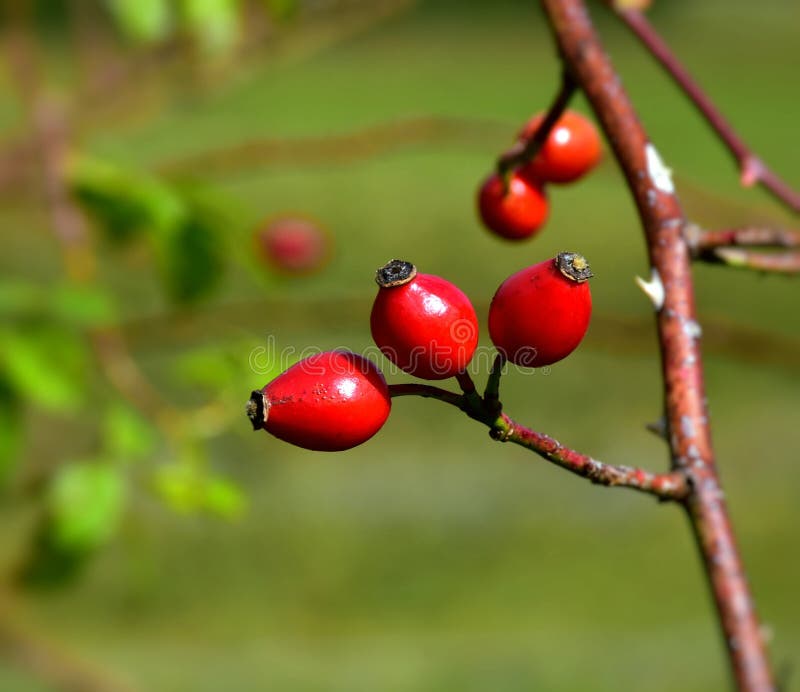Rose Hip, Berry, Fruit, Close Up Stock Photo - Image of flora, cherry ...