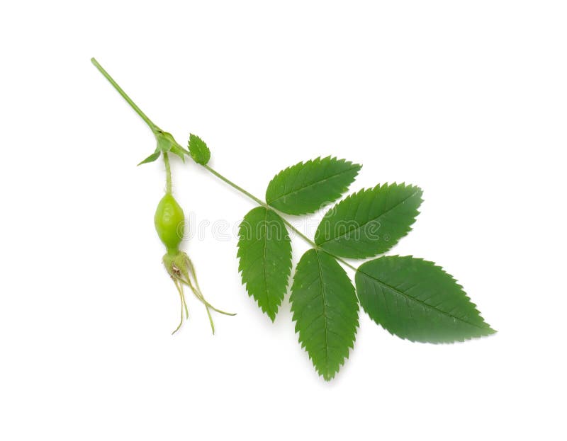 Rose Hip Branch with Leaves Stock Image - Image of closeup, berry ...