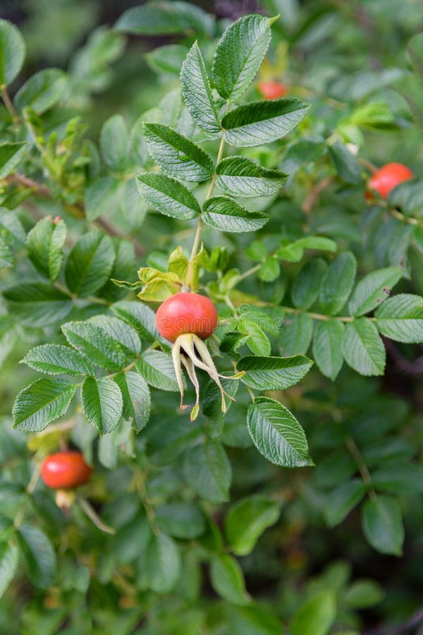 Rose-hip Brier Flower among Green Leaves Stock Image - Image of plant ...
