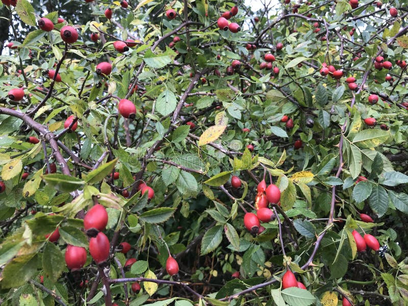 Rose hip stock image. Image of leaves, nature, close - 260645797