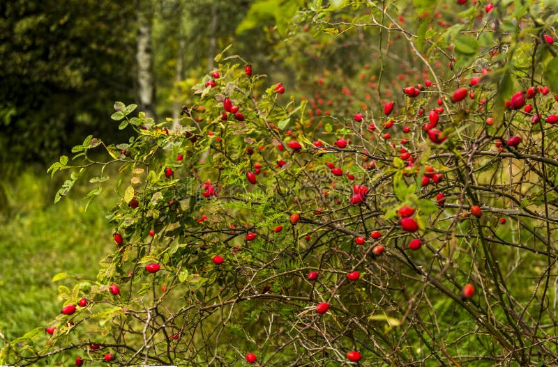 A Rose Hip Bush in the Forest Stock Image - Image of color, season ...
