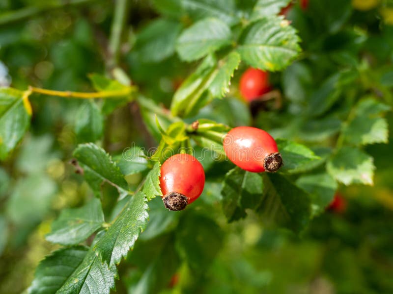 Rose Hip Bush with Red Berries. Rose Hip Stock Image - Image of nature ...