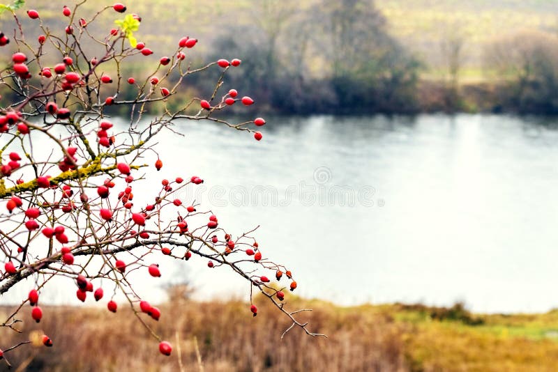 Rose Hip Bush with Red Berries on the Shore River Stock Photo - Image ...