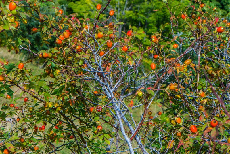 Rose hip stock photo. Image of nature, vegetation, berry - 53278932