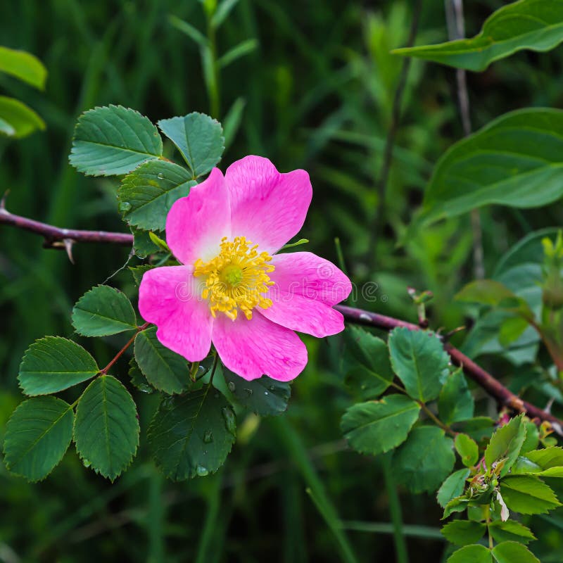Rose Hip Flower in Natural Environment Stock Image - Image of dogrose ...