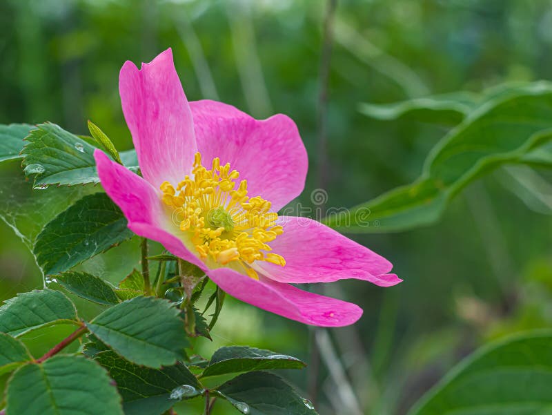 Rose Hip Flower in Natural Environment Stock Photo - Image of fragility ...