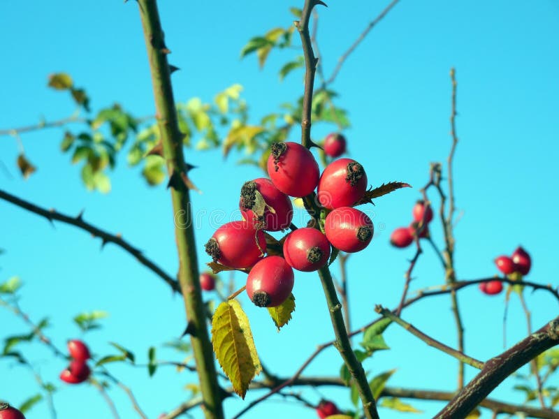 Rose Hip, Fruit, Berry, Plant Picture. Image: 112278416