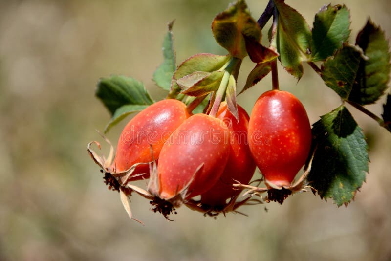 Rose Hip, Fruit, Flora, Berry Stock Photo - Image of plant, gooseberry ...