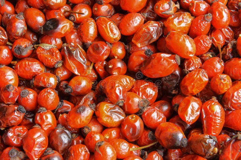 The Rose-hip Fruit Tea, Collect Medicinal Rose Hips in Autumn, Red Rose ...