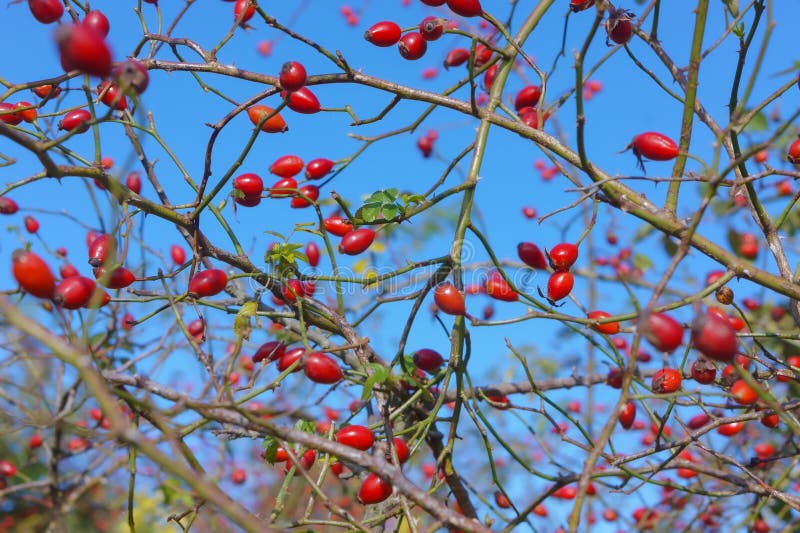 The Rose-hip Fruit Tea, Collect Medicinal Rose Hips in Autumn, Red Rose ...