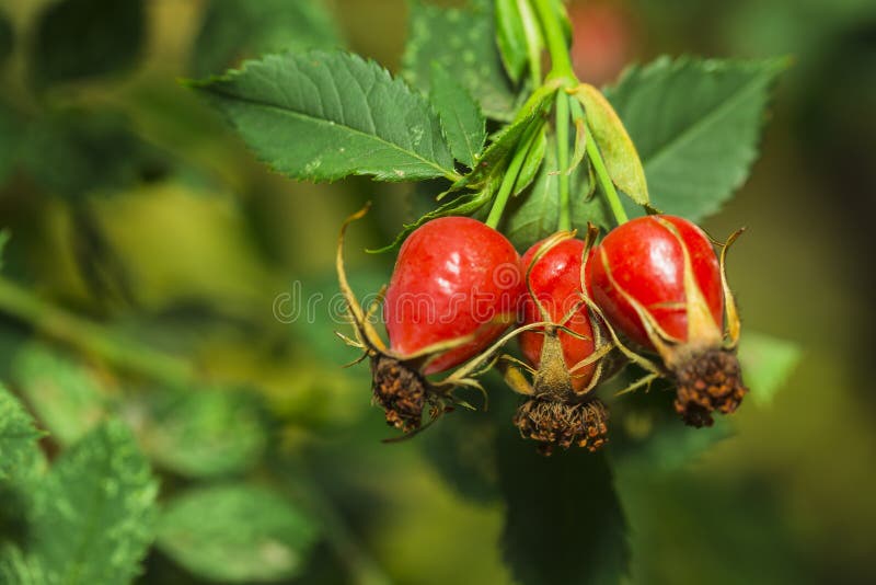 Rose hip with green stock image. Image of bush, village - 255891217