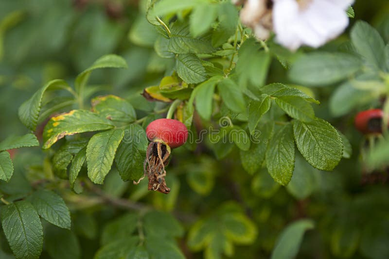Rose Hip, Rose Haw, Rose Hap Fruit Stock Image - Image of fruits, berry ...