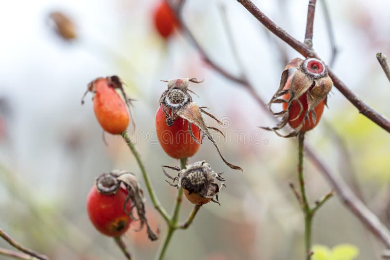 Rose Hip Plant Branch Growing in Forest Stock Image - Image of ...