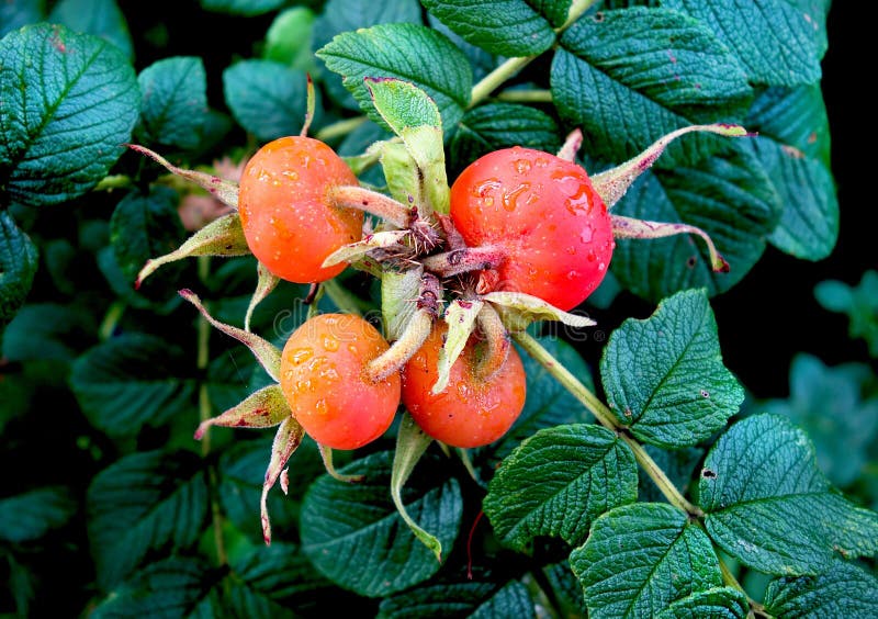 Rose Hip, Berry, Fruit, Twig Picture. Image: 113151477