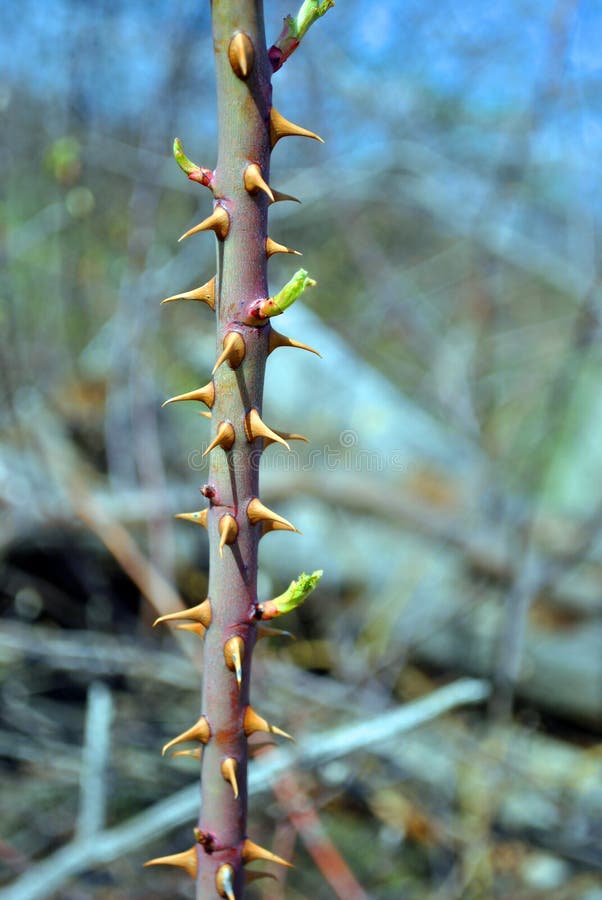 Rose Hip Red Branch with Spikes on the Background of Grass and Twigs ...