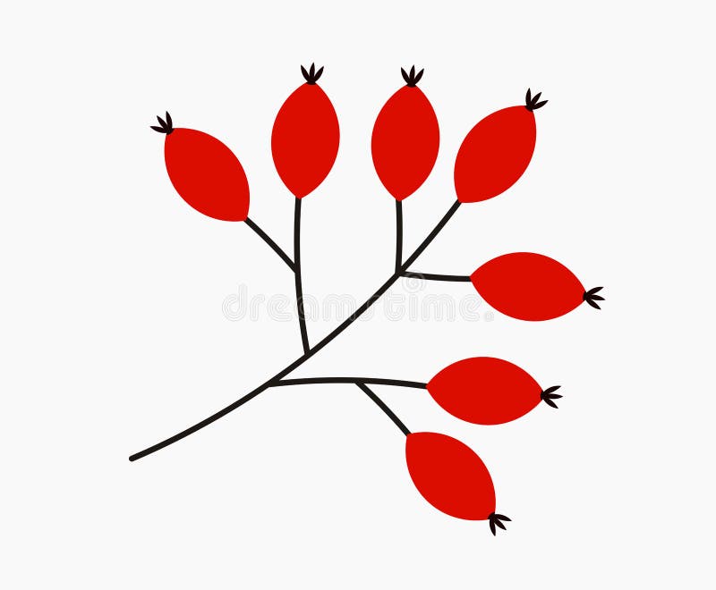 Rose hip red fruit branch stock vector. Illustration of season - 261977892