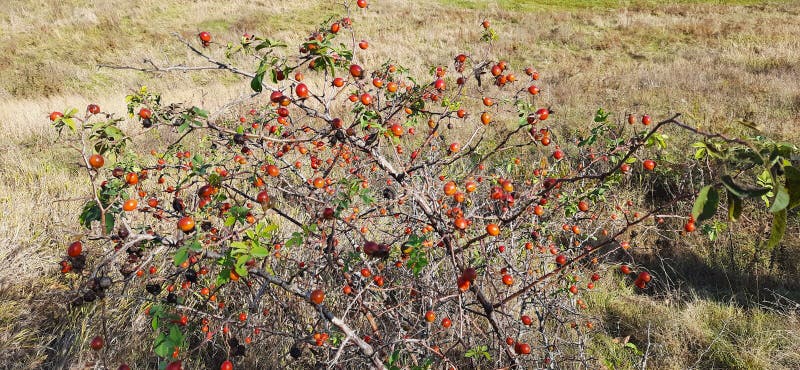 Rose hip Red stock image. Image of autumn, flower, herb - 232431653