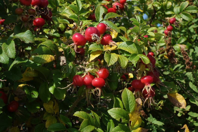 Rose Hip or Rosehip, Accessory Fruit of Rose Plant Stock Image - Image ...