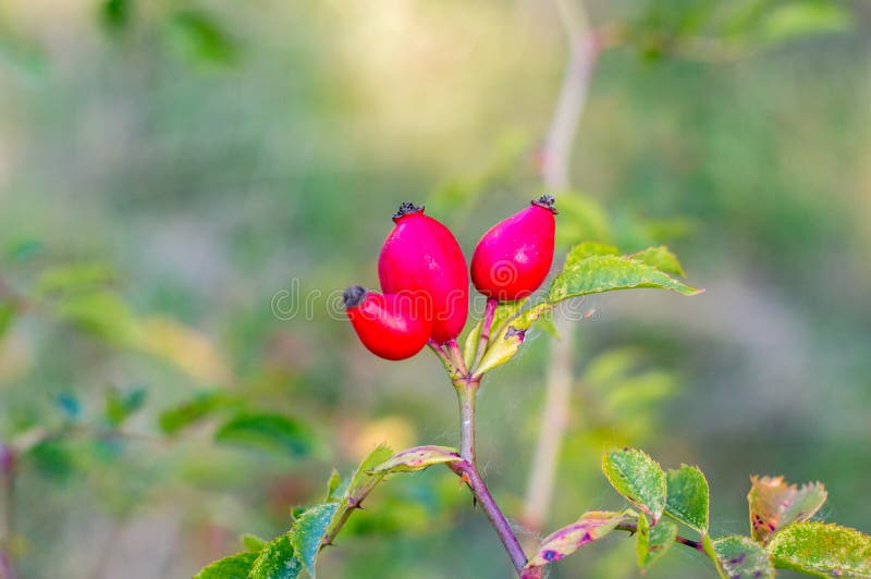 Rose Hip or Rosehip, Also Called Rose Haw and Rose Hep Stock Photo ...