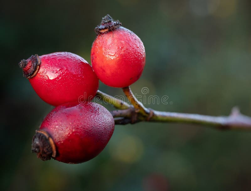 The Rose Hip or Rosehip, Also Called Rose Haw and Rose Hep, is the ...