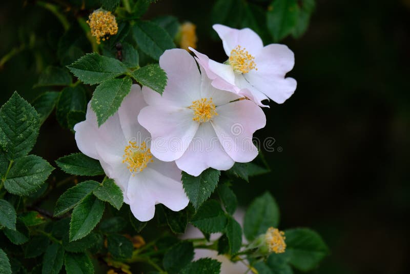 Rose Hip Tree Blooming in Spring, Rose Hip Tree Blooming, Rose Hip ...