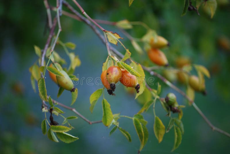 Rose hip tree stock photo. Image of leaves, branch, green - 174756006