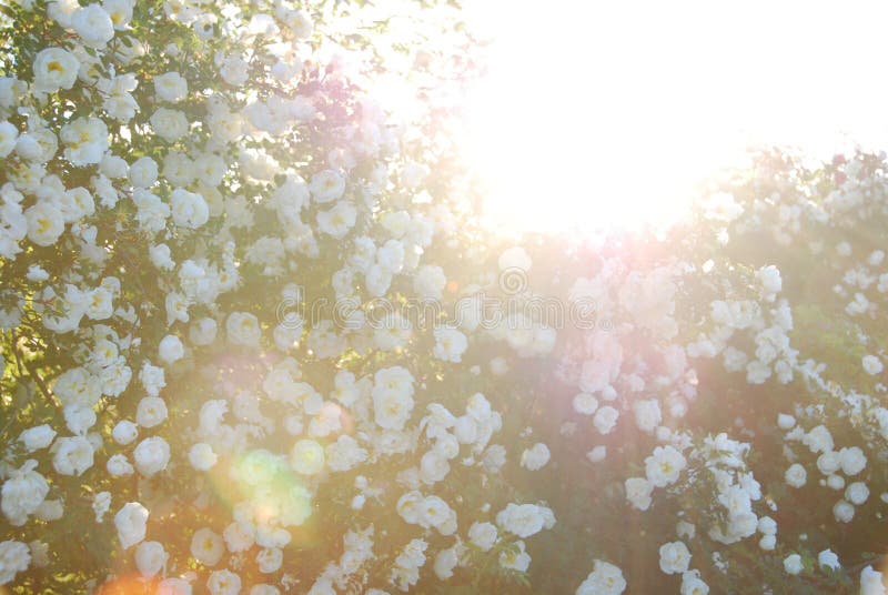 Kibuvits Stock Photos - Free & Royalty-Free Stock Photos from Dreamstime